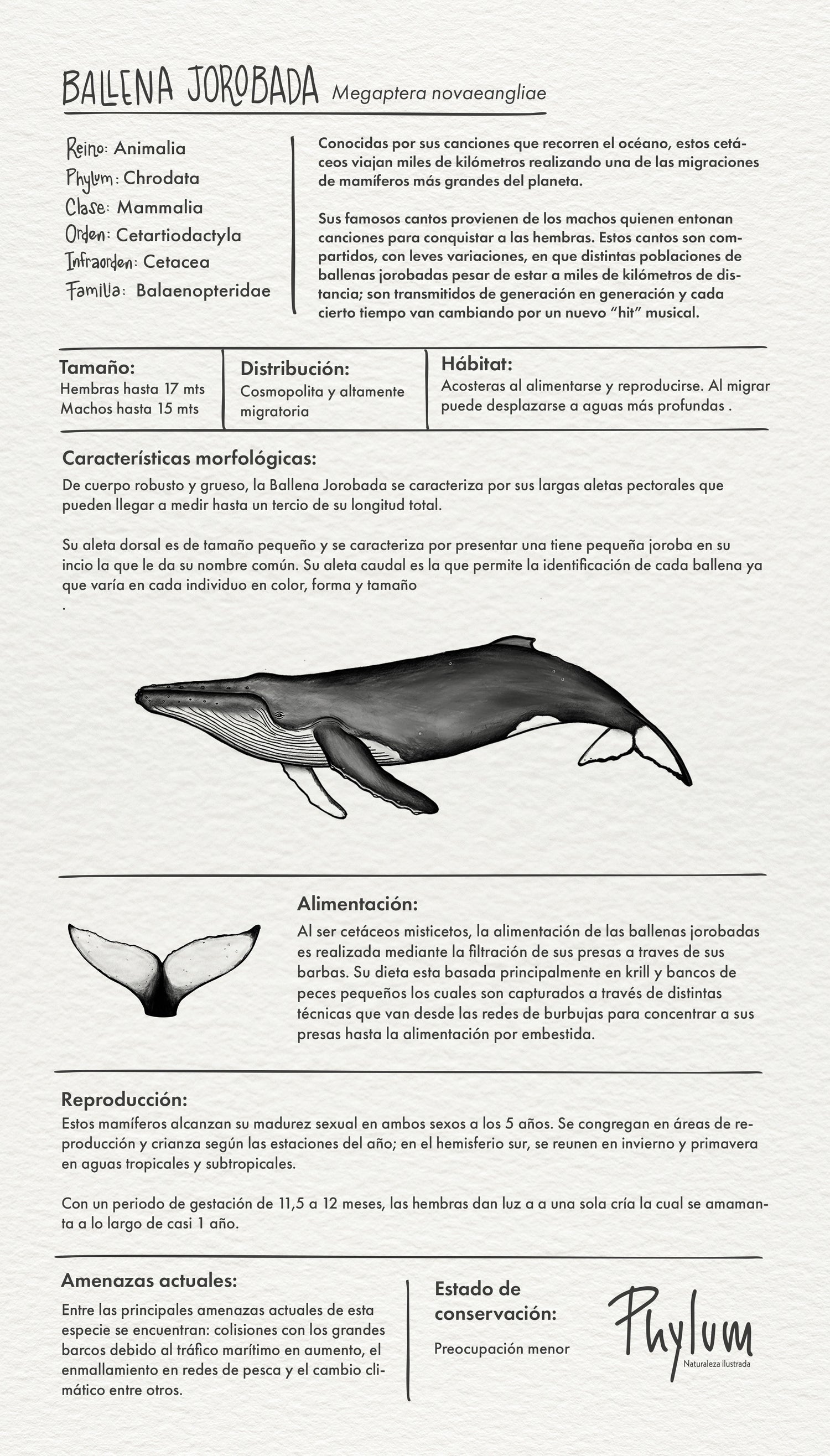 BALLENA JOROBADA – Phylum