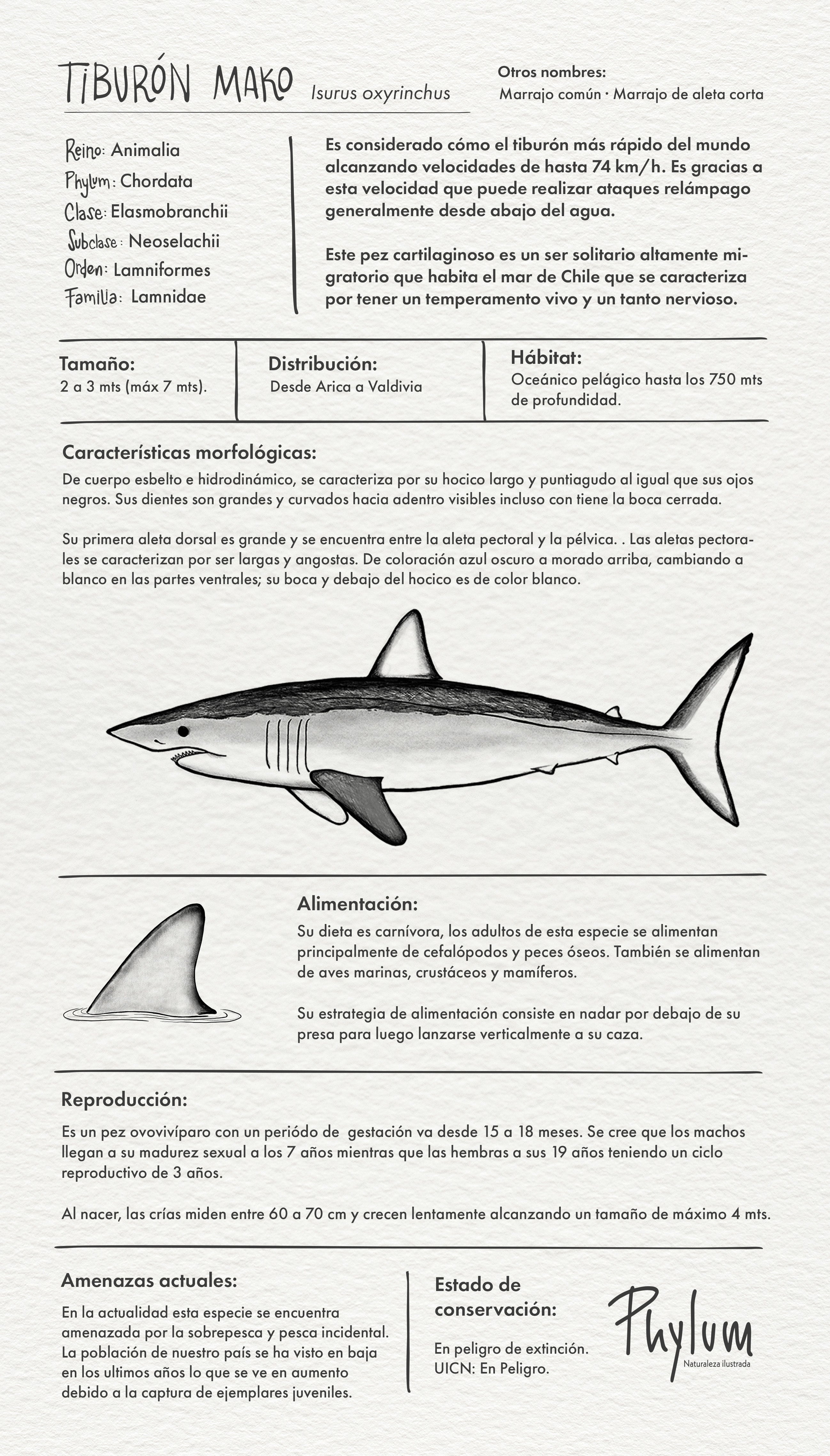 TIBURÓN MAKO – Phylum