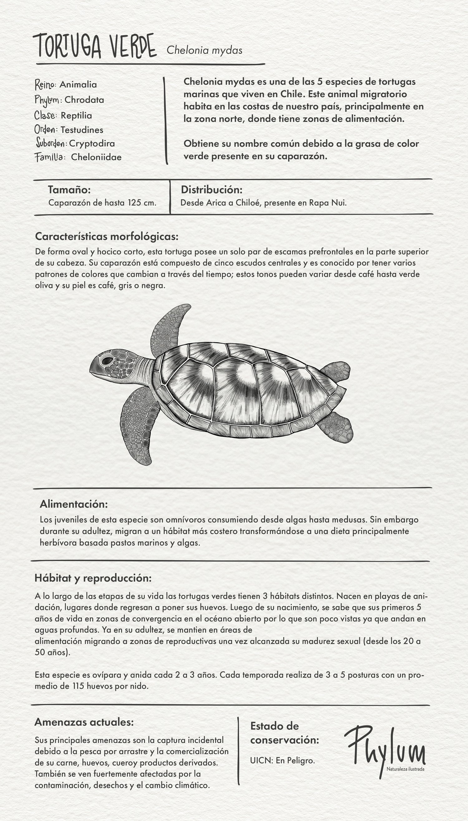 TORTUGA VERDE – Phylum