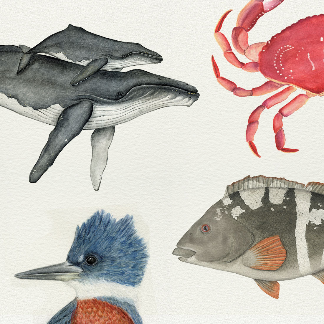 TODAS LAS ESPECIES – Phylum