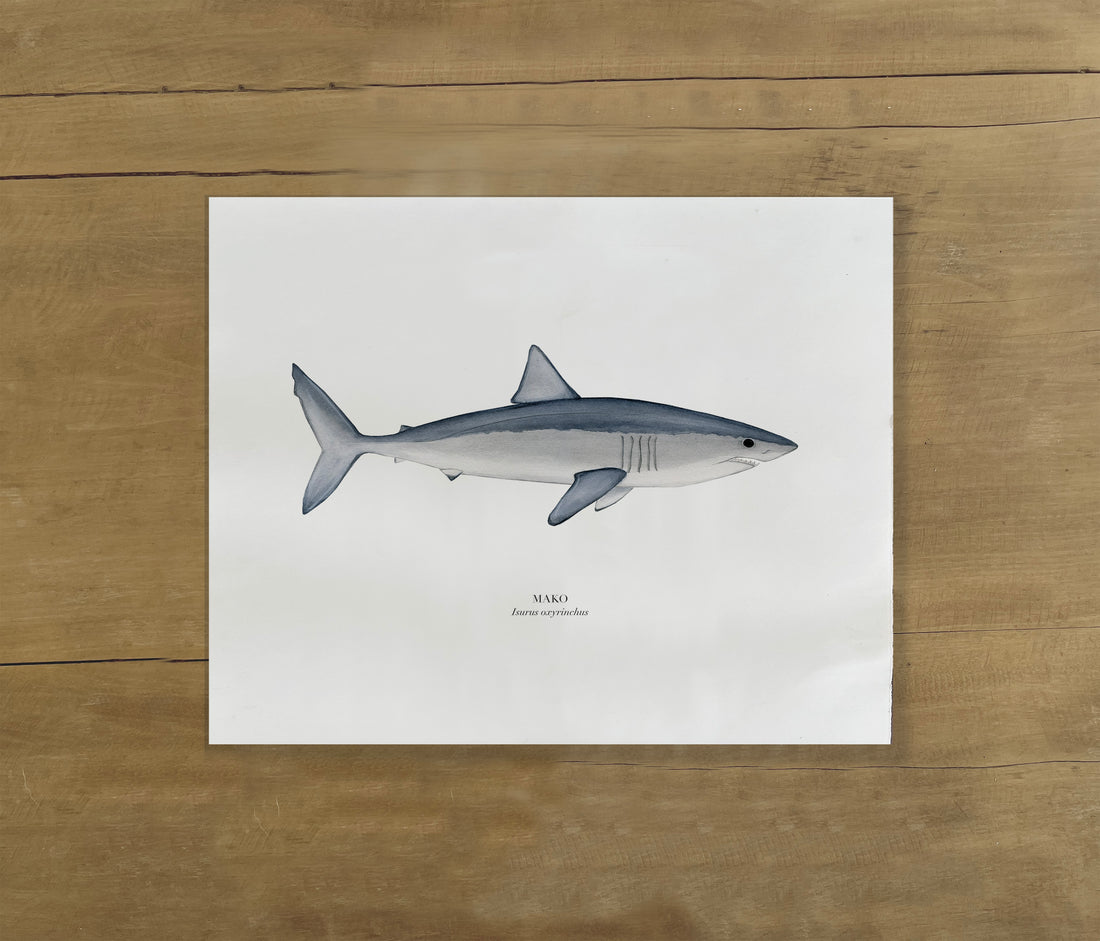 Lámina Tiburón Mako – Phylum