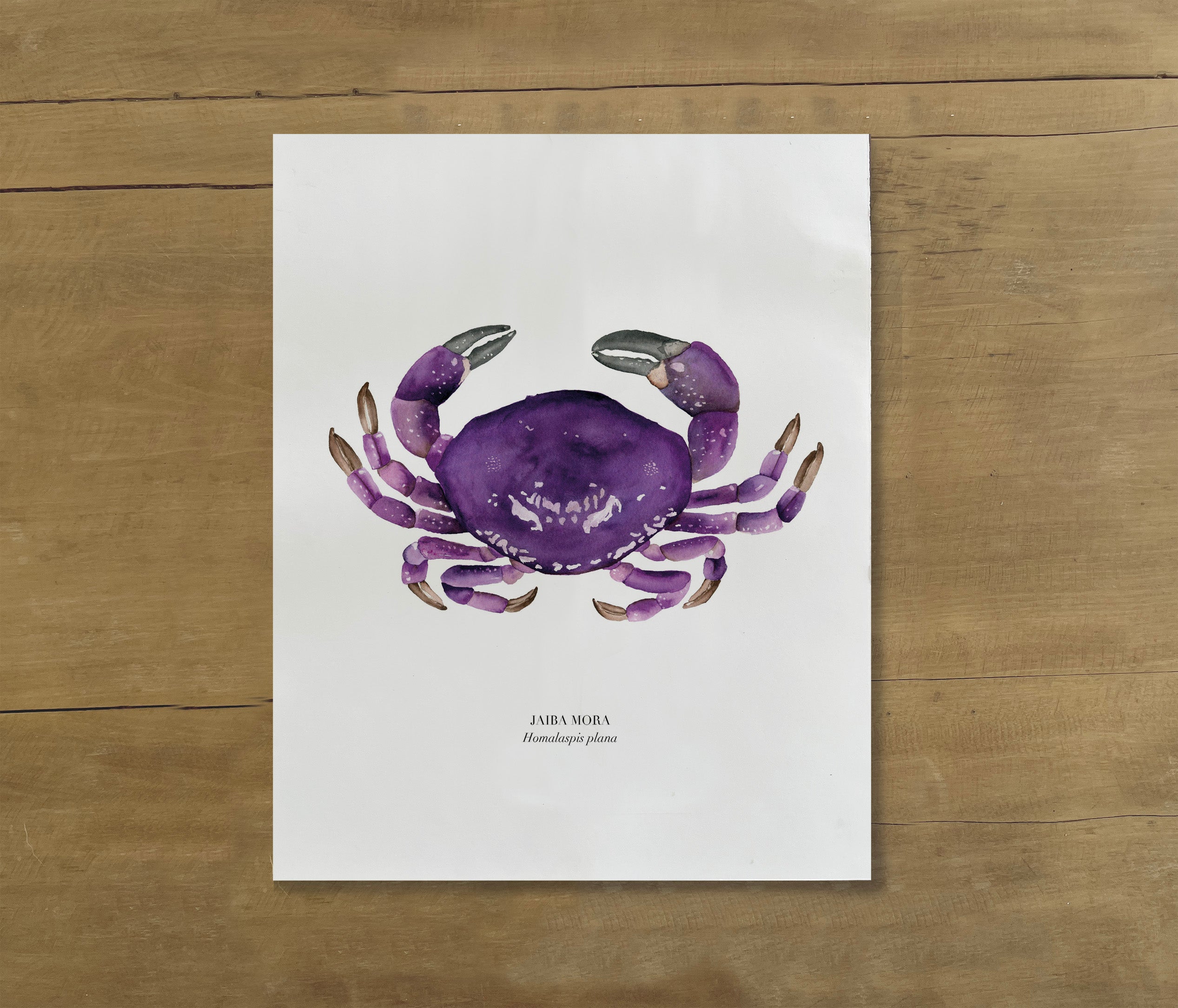 Lámina Jaiba Mora – Phylum