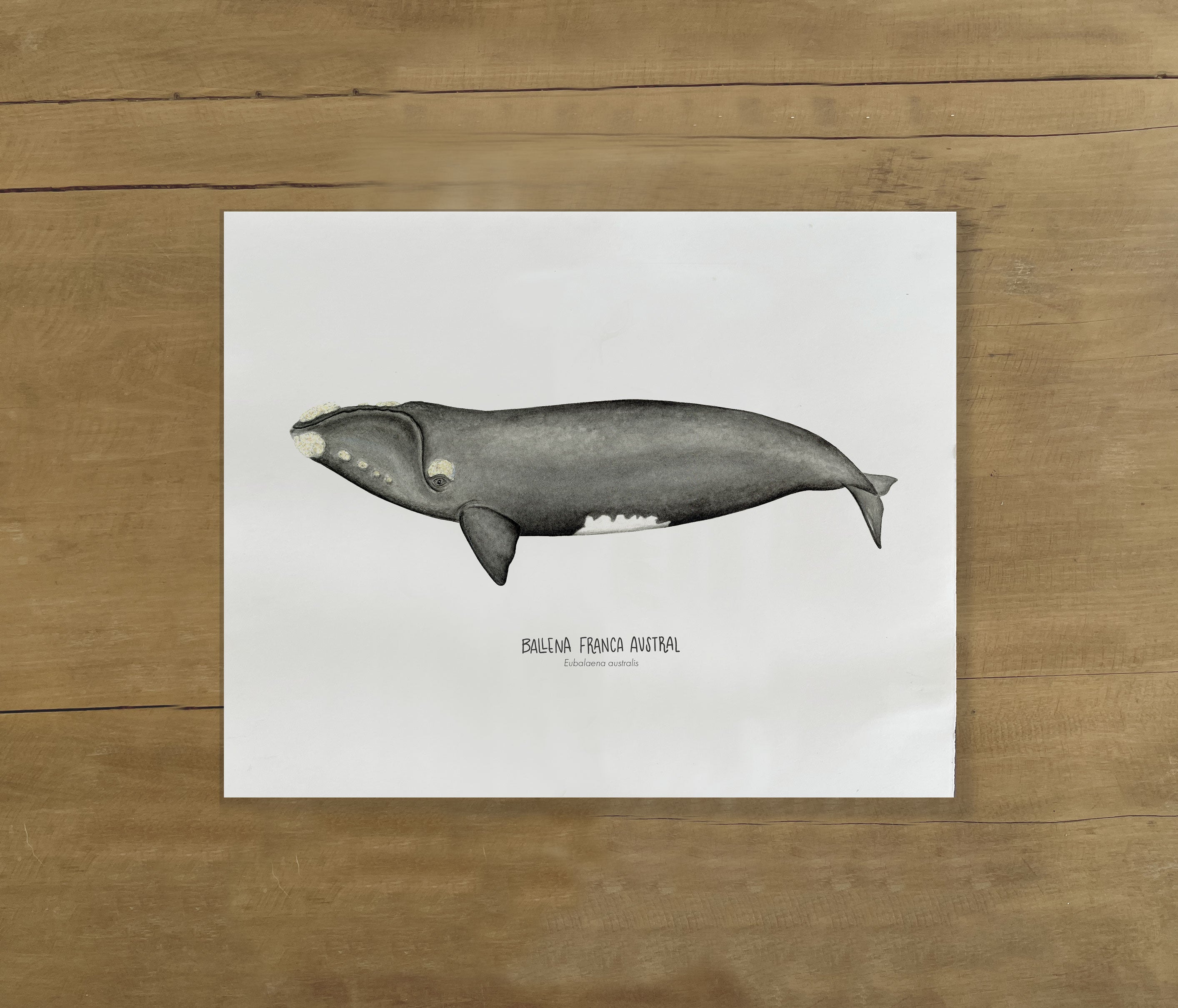 Lámina Ballena Franca Austral – Phylum